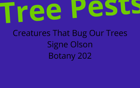Tree Pests by Signe Olson on Prezi