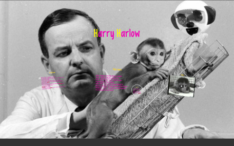 Harry Harlow by Kallie Wycoff