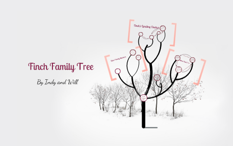 Finch Family Tree by Chica chica Chica Chica on Prezi