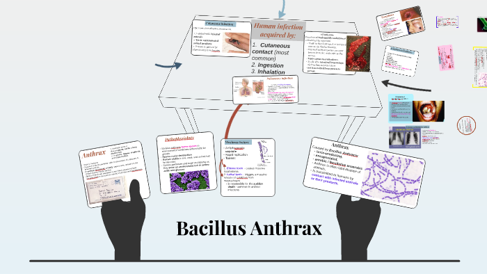 Bacillus Anthrax by mariam kavtaria on Prezi