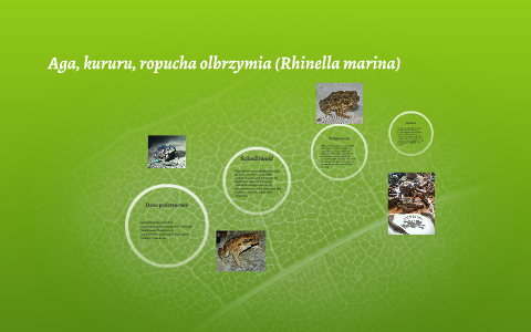 Aga, kururu, ropucha olbrzymia (Rhinella marina) by adam swdfaqwef on Prezi