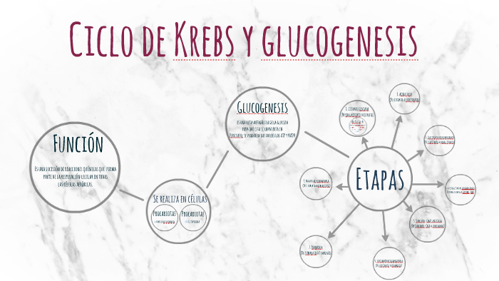 Ciclo de Krebs by Sharon Torres on Prezi