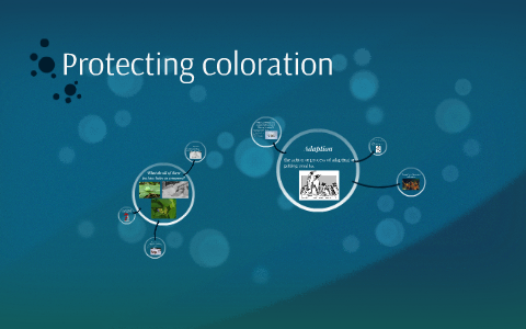 Protecting coloration by elizabeth bailey