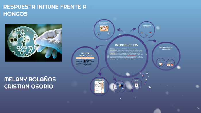 Respuesta Inmune Frente a Hongos by Camilo Osorio on Prezi