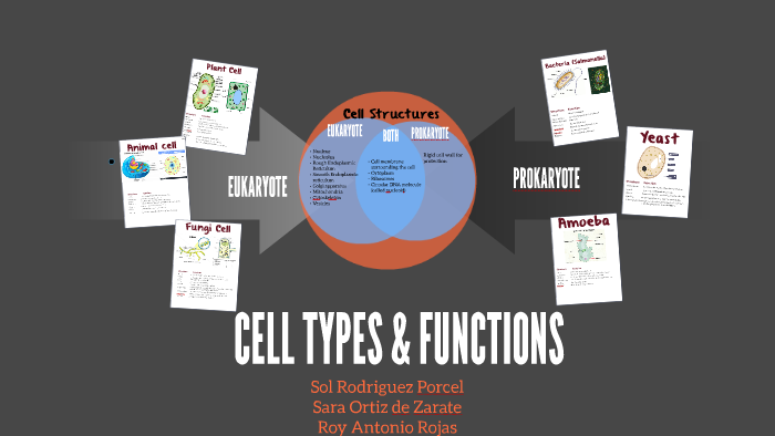 CELL TYPES AND FUNCTIONS by Sol Rodriguez P