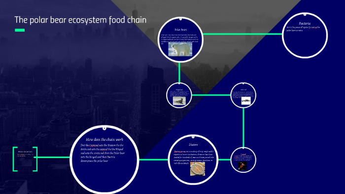 The polar bear food chain by Stavros Christodoulides on Prezi