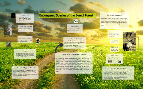 Endangered Species of Boreal Forest by Eileen R on Prezi