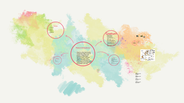 Phylum Gnetophyta by margaret dishaw on Prezi