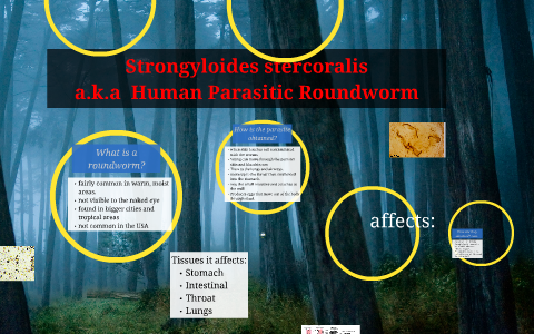 Strongyloides stercoralis by Hannah Bittner
