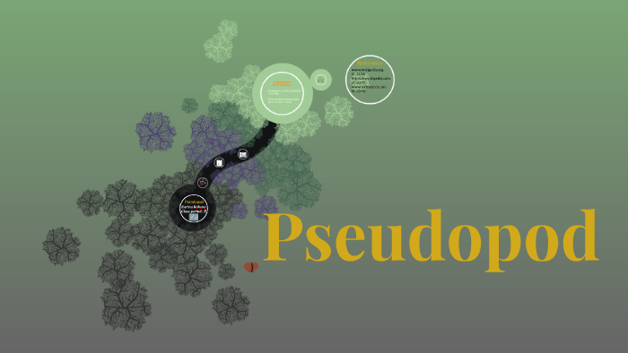 Pseudopod Structure by karina rohena on Prezi
