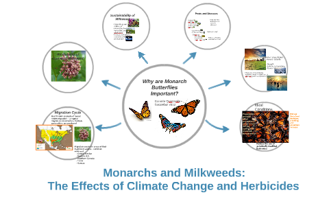 Why are Monarch Butterflies Important? by Danielle Quintavalle on Prezi