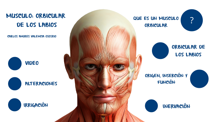 orbicular de los labios by carlos andres valencia osorio on Prezi