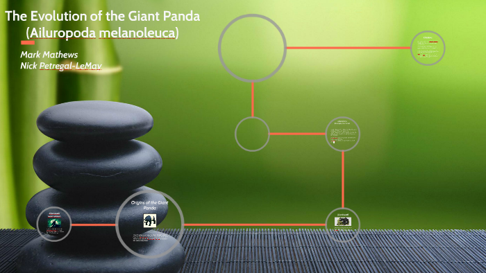 Evolution of the Giant Panda by Mark Mathews on Prezi