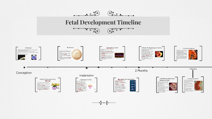 Fetal Development Timeline by Jack Googe on Prezi
