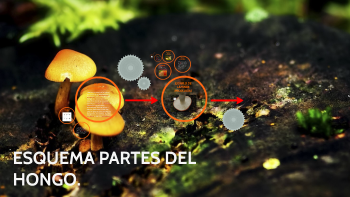 ESQUEMA PARTES DEL HONGO. by Jorge ous on Prezi