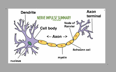 Nerve Impulse Summary by Erica Wozniak on Prezi