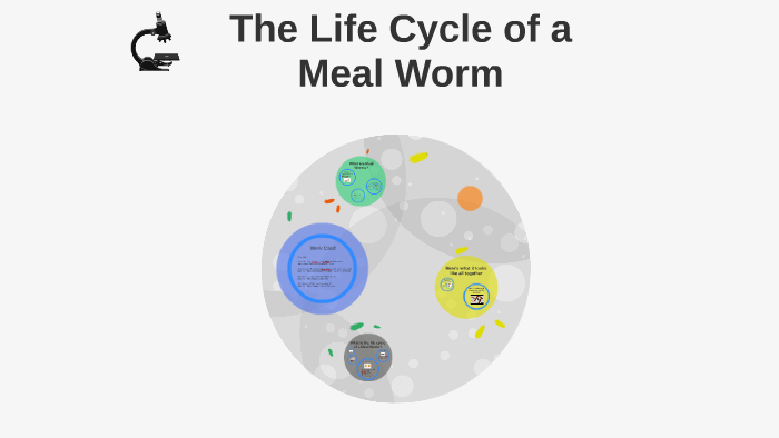 The Life Cycle of a Meal Worm by Rachel Tasch on Prezi