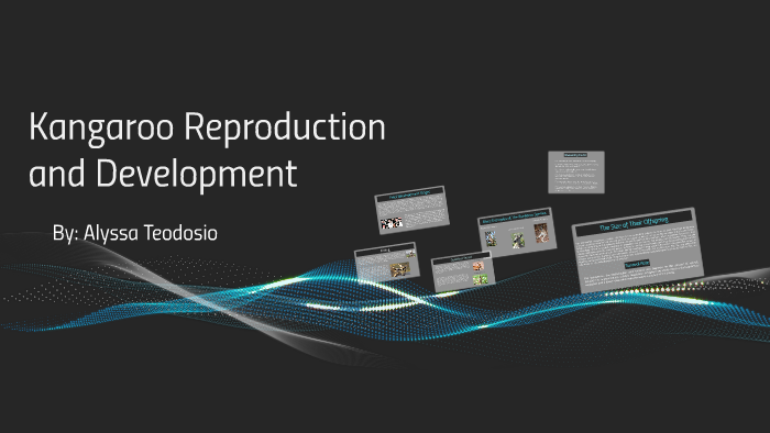 Kangaroo Reproduction and Development by Alyssa T on Prezi
