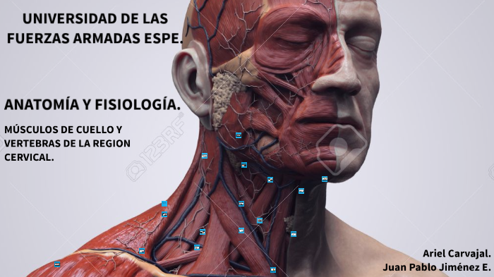 MUSCULOS DEL CUELLO Y VERTEBRAS CERVICALES by Juanito Pablo on Prezi