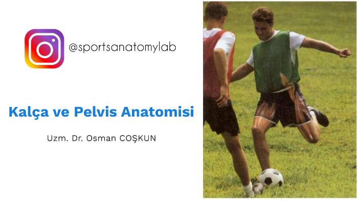 Kalça Anatomisi by OSMAN COSKUN on Prezi