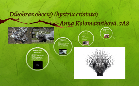 Dikobraz obecný by Anna Kolomazníková on Prezi