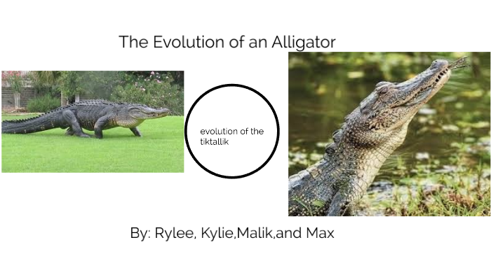 Alligator Evolution by Rylee Emma Bickerton on Prezi