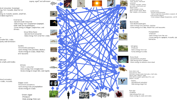 Long Island Food Web by Gabriella Groves on Prezi