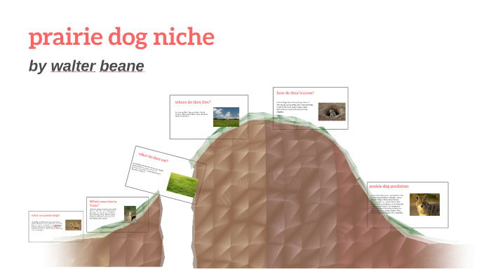 prairie dog niche by walter beane on Prezi
