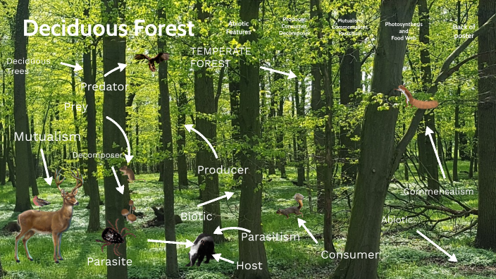 Deciduous Forest by Asher Bridwell on Prezi
