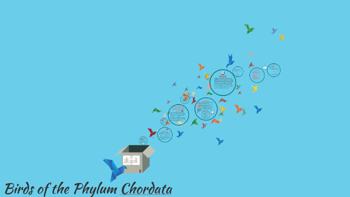 Birds of the Phylum Chordata by Jenna Thompson on Prezi