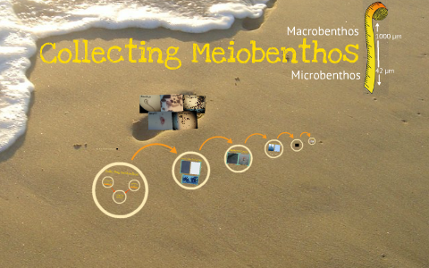 Meiobenthos Sampling by F B on Prezi