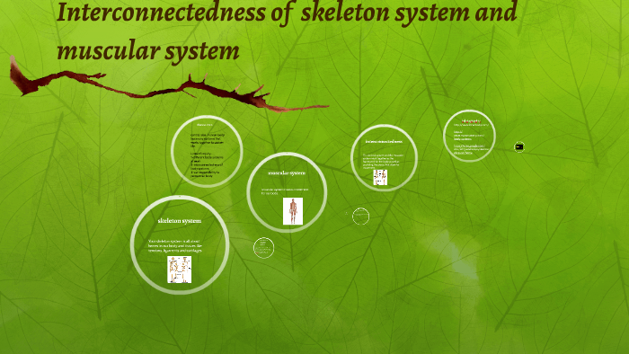 Interconnectedness of skeleton system and muscular system by sanidhya ...