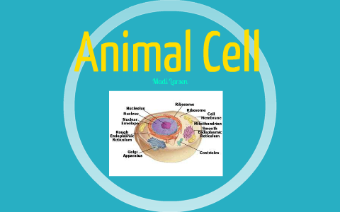 Cell Project by Madi Larsen
