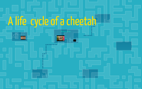 A life cycle of a cheetah by Dan Foster on Prezi