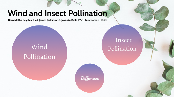 Wind and Insect pollination by keyshia king on Prezi