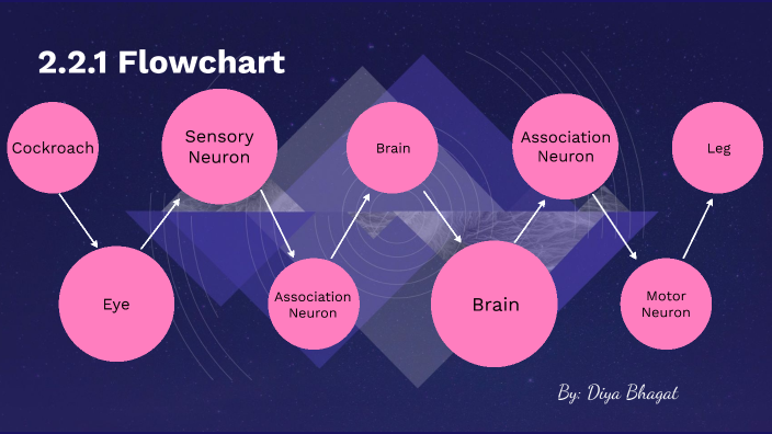 2 2 1 HBS Flowchart By Diya Bhagat