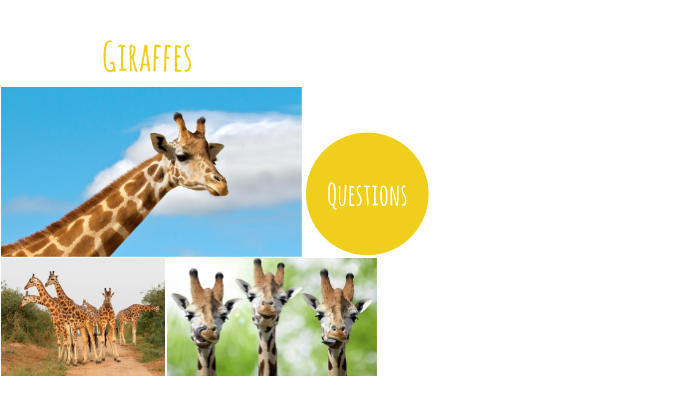 STEM Project on Giraffes by Kamuela I on Prezi