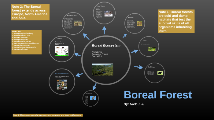 Boreal Forest Ecosystem Project by Nick Jowers