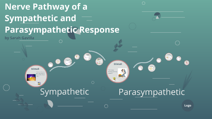 Nerve Pathway of a Sympathetic and Parasympathetic Response by Sarah ...