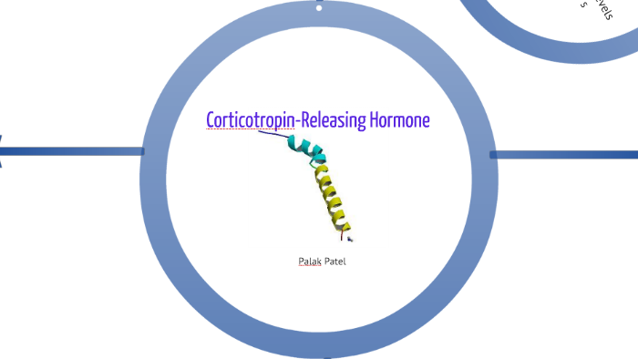 Hormone Project by Palak Patel on Prezi