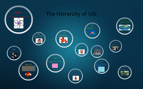 The Hierarchy of Life by Ryiah Mehring on Prezi