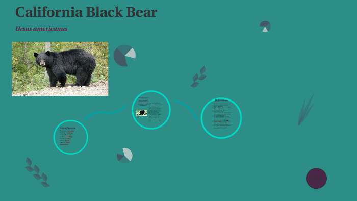 California Black Bear by Judy Matlack on Prezi