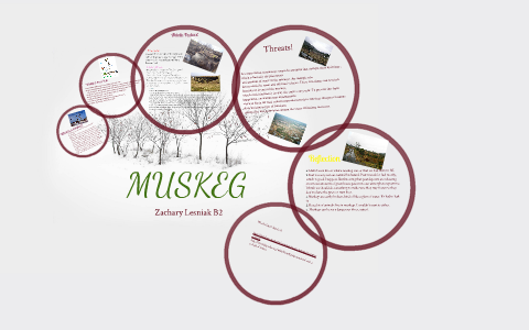 Muskeg Ecosystem by Zachary Lesniak on Prezi