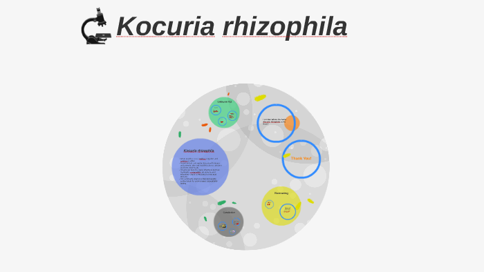 Kocuria rhizophila by Kristin Wells on Prezi