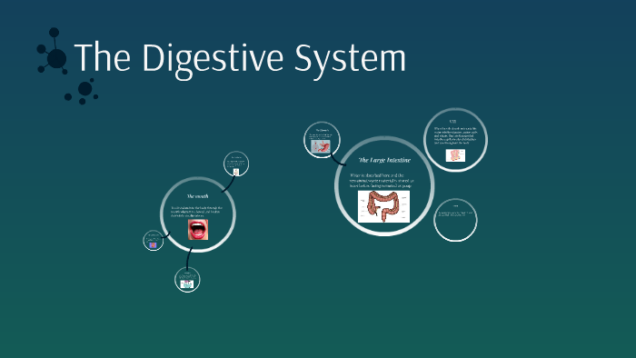 The Digestive System by Nick Dorrell on Prezi