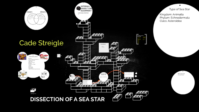 DISSECTION OF A SEA STAR by cade streigle on Prezi