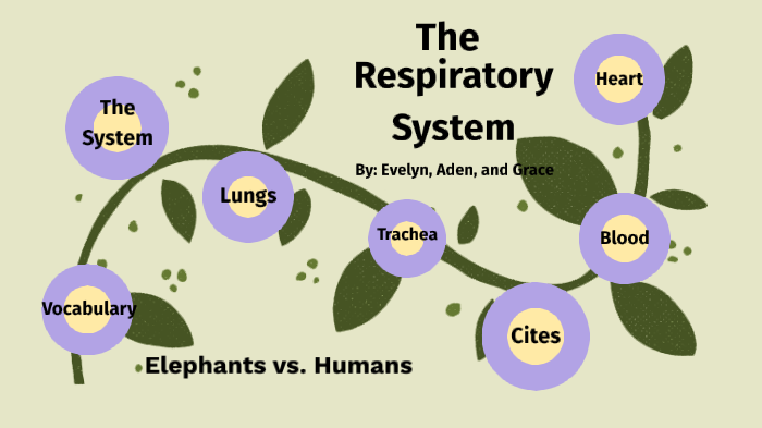 Elephant vs. human-the respiratory system by Evelyn Cullen on Prezi