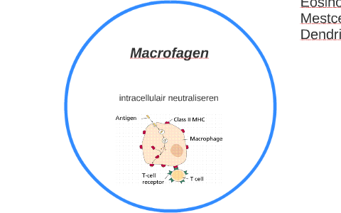 Macrofagen by Jarnick Henkie on Prezi
