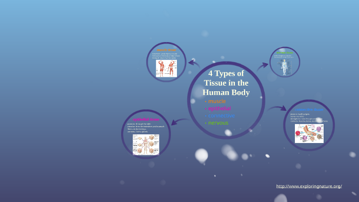 4 Types of Tissue in the Human Body by Mary-Tate Teaney on Prezi