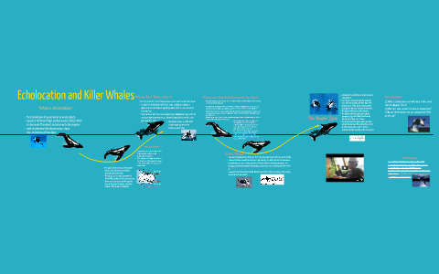 Echolocation and Killer Whales by Amos Alawode on Prezi